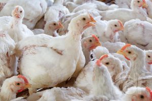 Home - RDF Feed, Livestock and Foods, Inc. or RDFFLFI