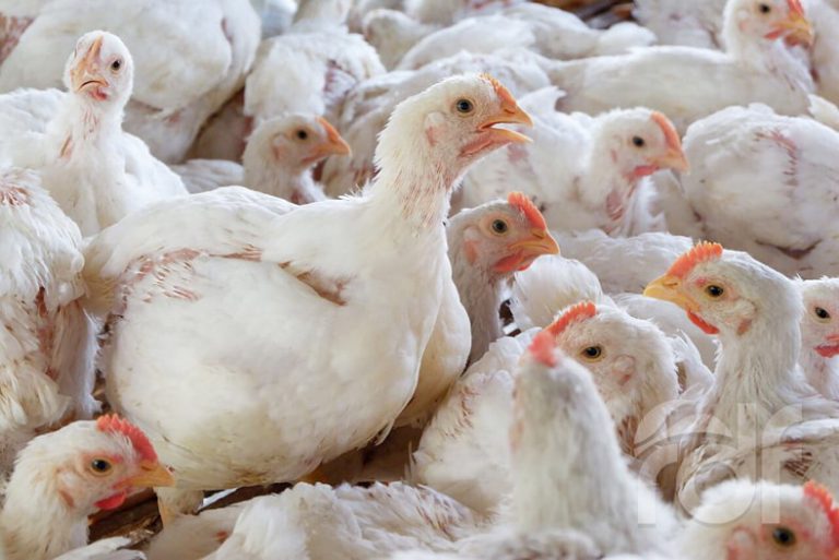 Home - RDF Feed, Livestock and Foods, Inc. or RDFFLFI