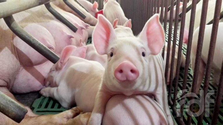 Home - RDF Feed, Livestock and Foods, Inc. or RDFFLFI